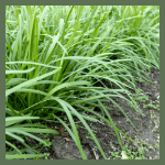 にら - サンエッジ株式会社